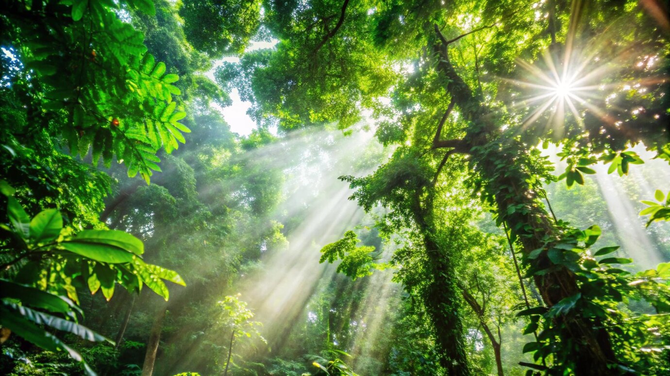 10 Fakta Menakjubkan Tentang Hutan Hujan Tropis Indonesia - Environesia